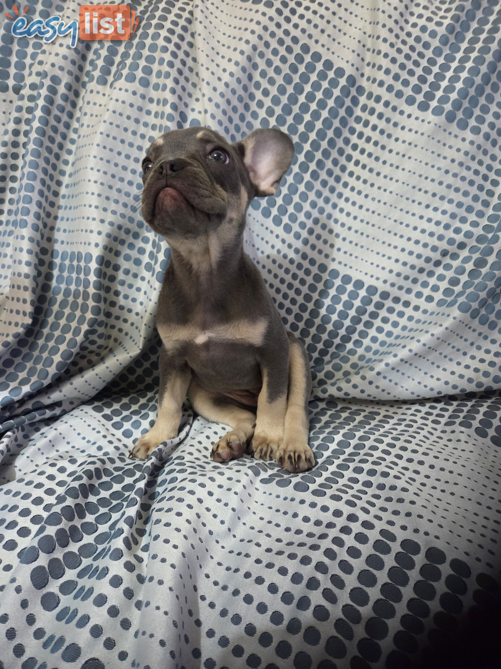 17 French Bulldog Puppies in Australia 17 French Bulldog Puppies in Australia