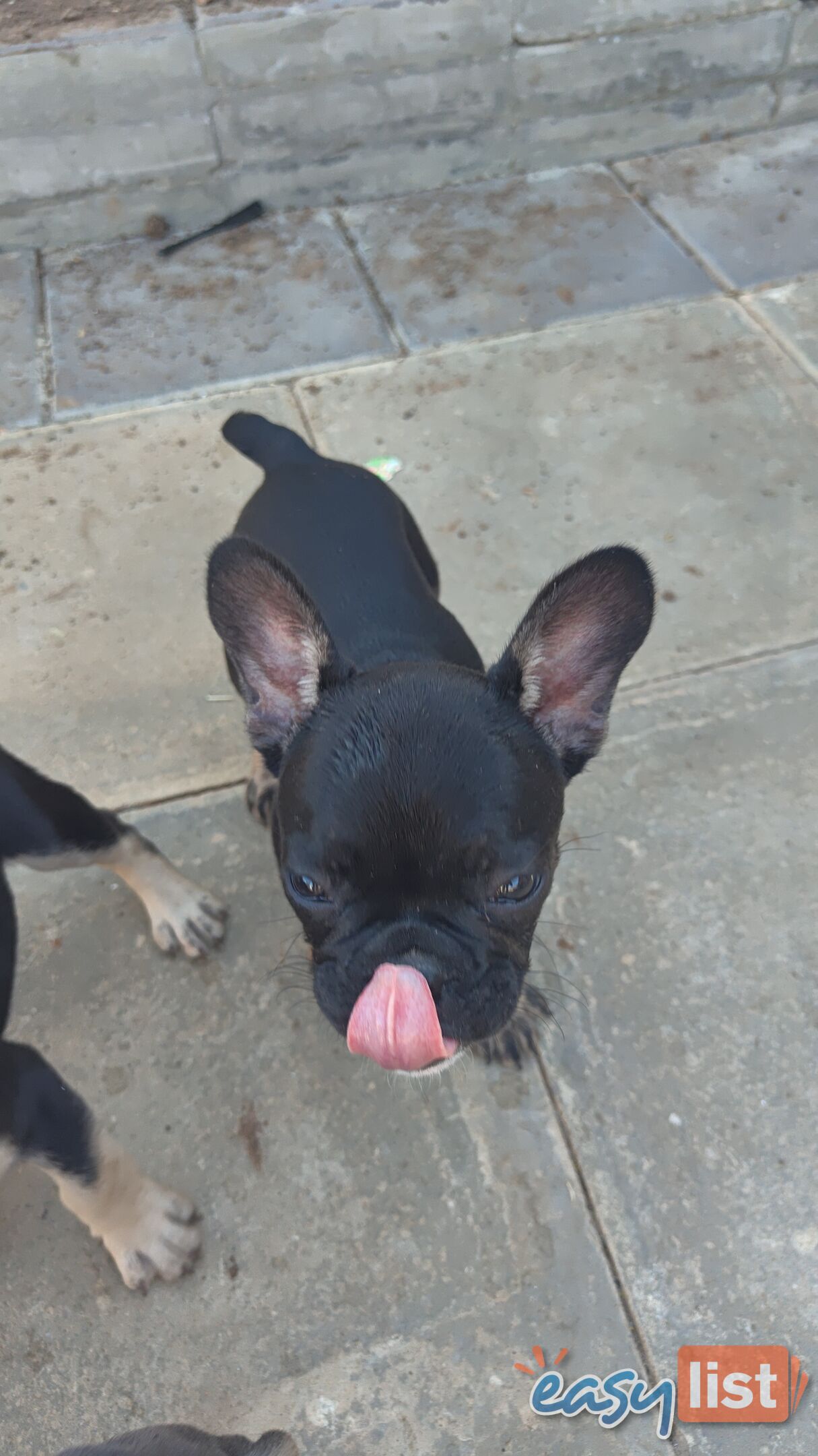 17 French Bulldog Puppies in Australia 17 French Bulldog Puppies in Australia